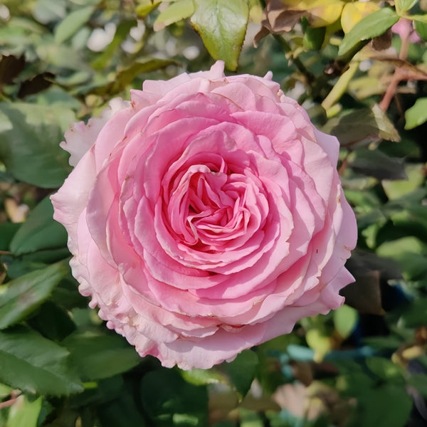 Goddess of the Luo River Rose Plant|洛神 – Rose_Explosion