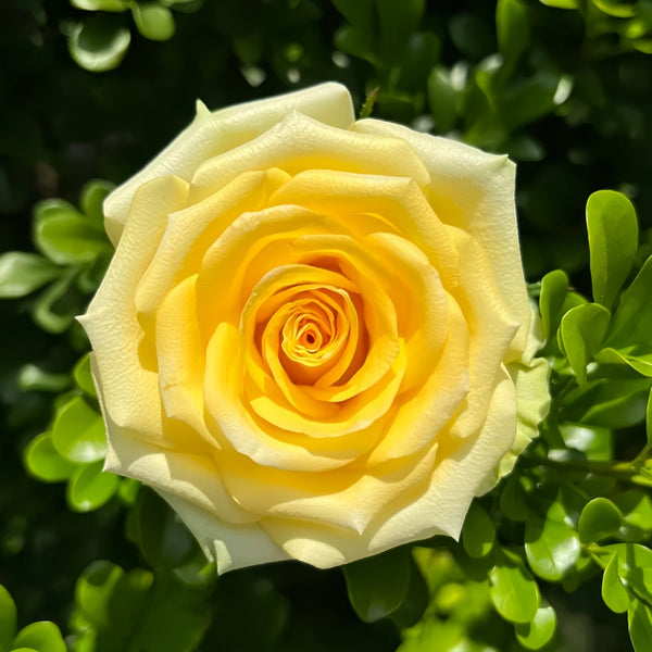 Gold Strike Rose Plant|金香玉 – Rose_Explosion