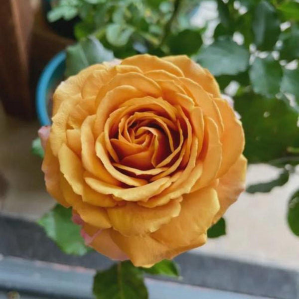 Golden Mustard Rose Plant – Add Unique Beauty to Your Garden – Rose ...