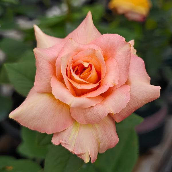 Golden silk Rose Plant|金绸 – Rose_Explosion
