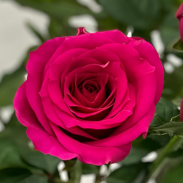 Good Vibes Rose Plant|好感/氛围感 – Rose_Explosion