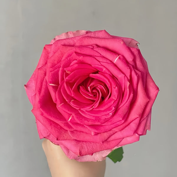 Grande Dame Rose Plant|贵妇人 – Rose_Explosion