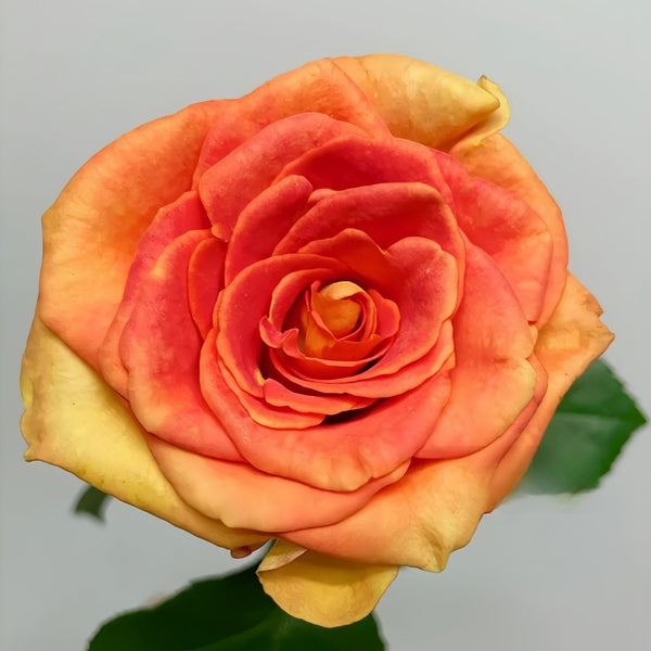 Grandiose Rose Plant|麦迪娜广场 – Rose_Explosion