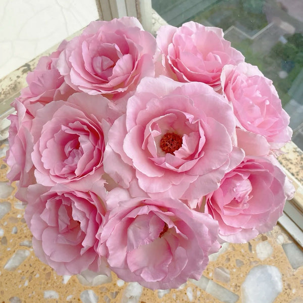 Great Century Rose Plant | Huge Blooms & Pleasant Fragrance – Rose ...