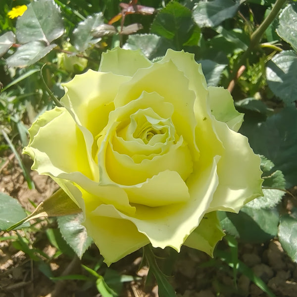 Green Planet Rose Plant|绿色行星 – Rose_Explosion