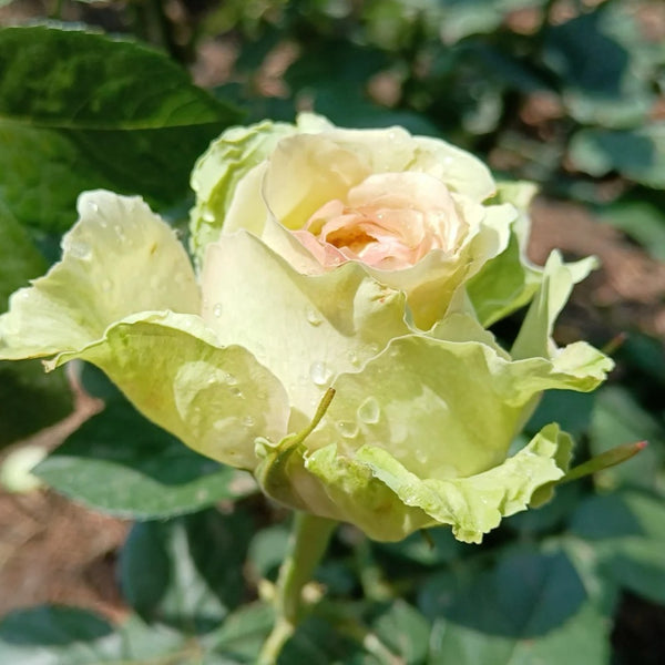 Green Planet Rose Plant｜绿色星球 – Rose_Explosion