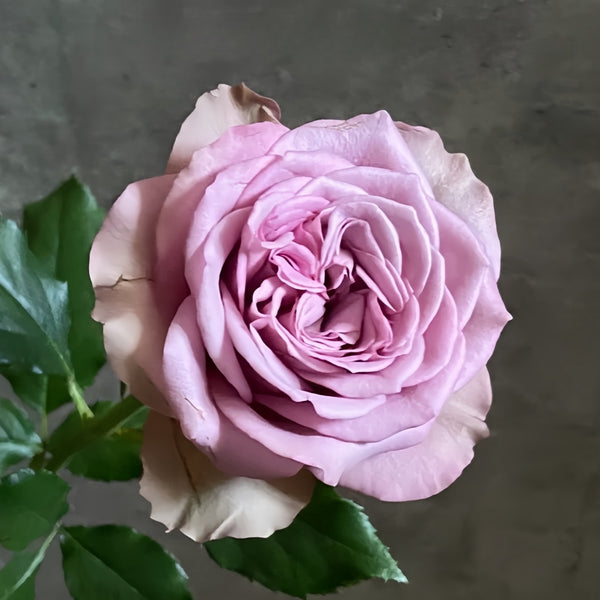 Grey Knight Rose Plant|灰骑士 – Rose_Explosion