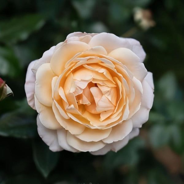 Grossherzogin Luise Rose Plant – Exquisite Blooms for Your Garden ...