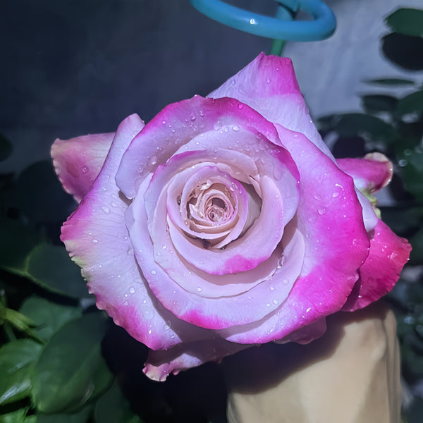 Happy Chappy Rose Plant ｜南烟 – Rose_Explosion