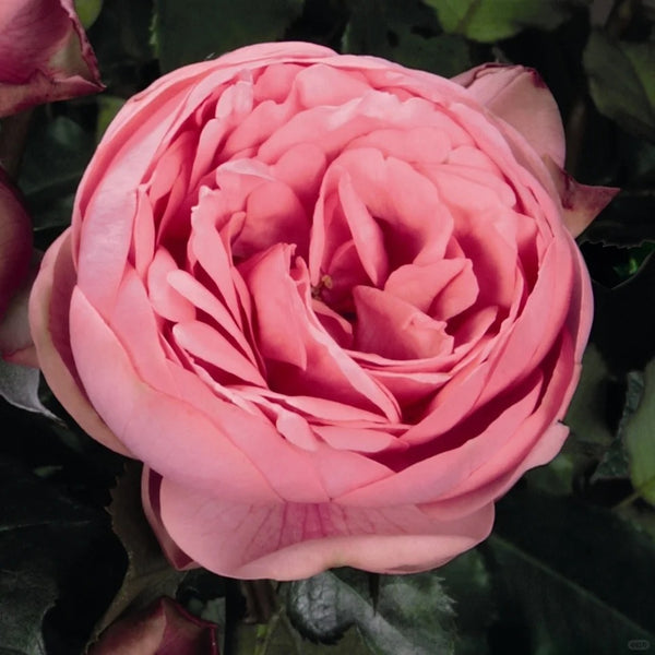 Vibrant Happy Piano Rose Plant for a Joyful Garden Display – Rose_Explosion