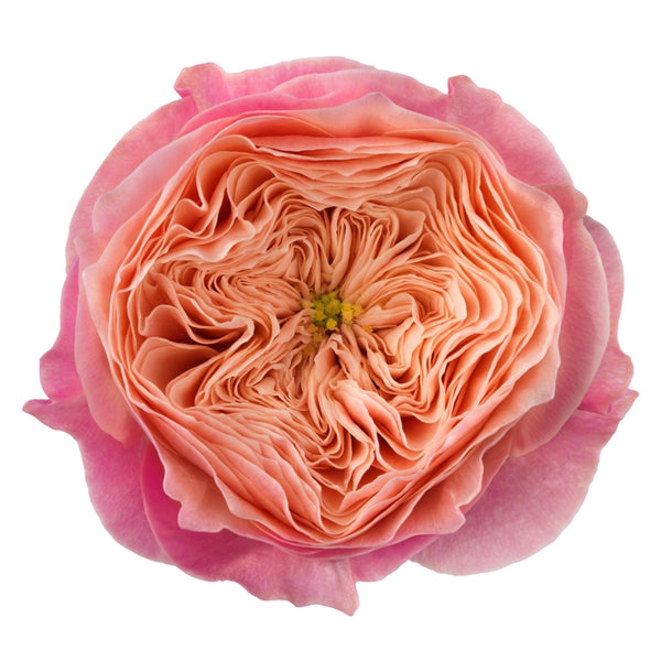 Harper Rose Plant｜竖琴师 – Rose_Explosion