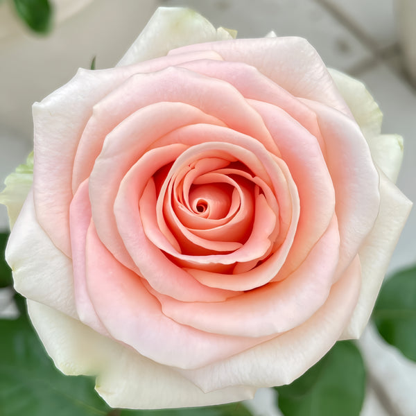 Hemosa Rose Plant ｜赫莫萨 – Rose_Explosion