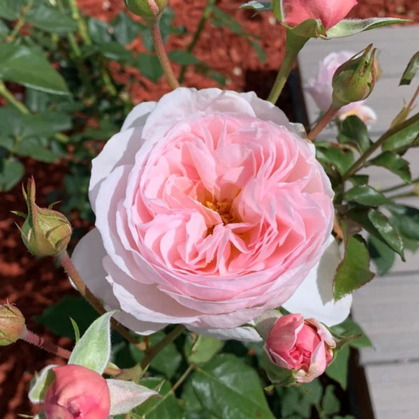 Heritage Rose Plant（Austin rose)| 遗产 – Rose_Explosion