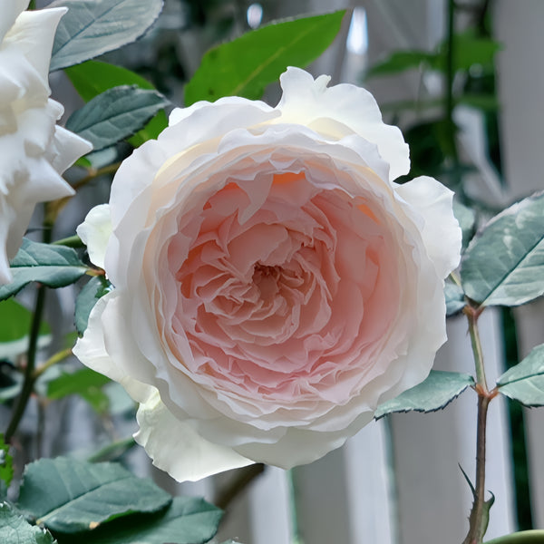Hiyori Rose Plant|日和 – Rose_Explosion
