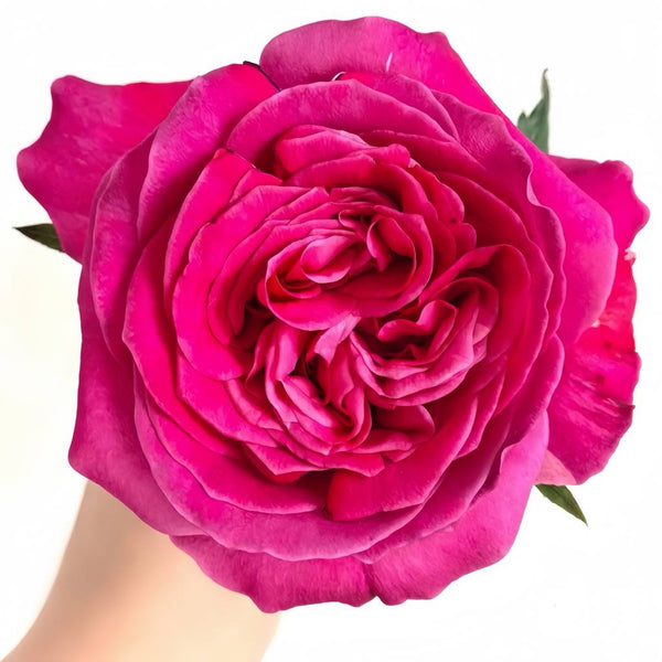 Hot X-pression Rose Plant|火热印象 – Rose_Explosion