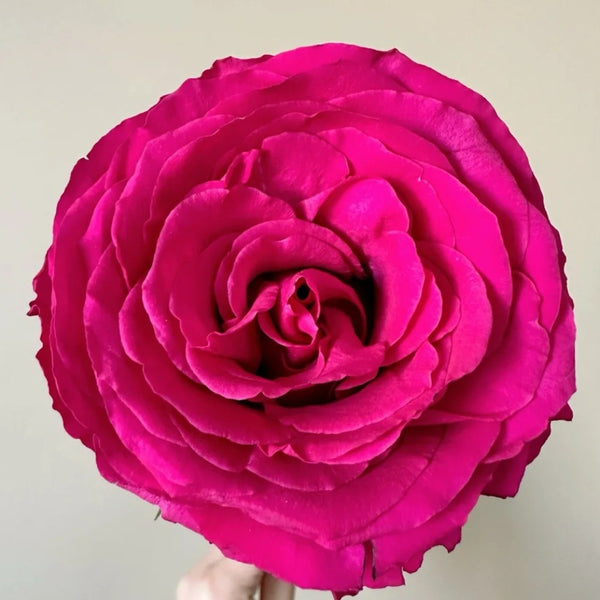 Hotspot Rose Plant｜热点 – Rose_Explosion