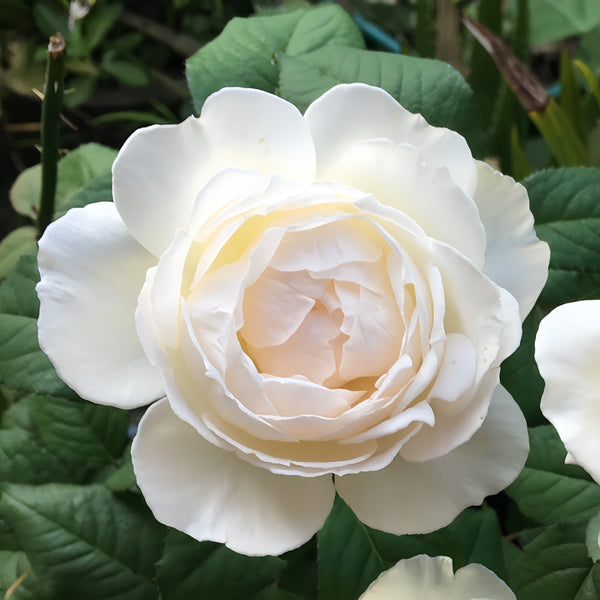 Kashou Rose Plant|华宵 – Rose_Explosion