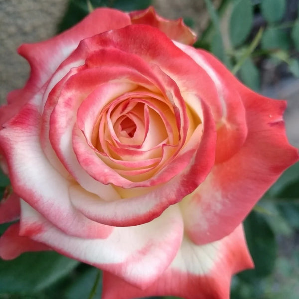 Imperatrice Farah Rose Plant | 法拉皇后 – Rose_Explosion
