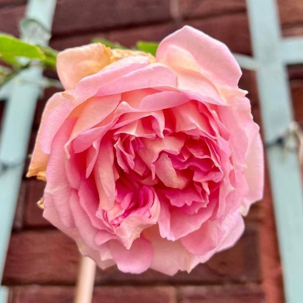 Janet Rose Plant｜珍妮特 – Rose_Explosion