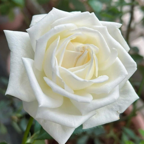 Jeanne Moreau Rose Plant – Captivating Blooms for Your Garden – Rose ...