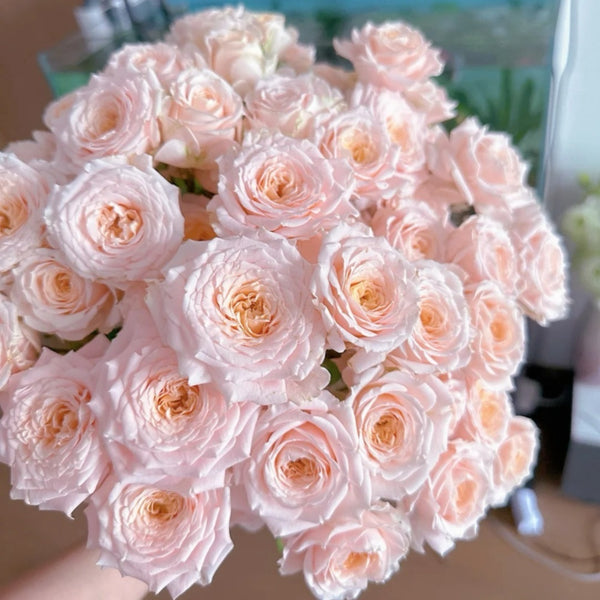 Jenny Belle Rose Plant｜珍妮贝尔 – Rose_Explosion