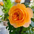 Juicy Terrazza Rose Plant–Coral-Pink Blooms, Perfect for Small Gardens ...