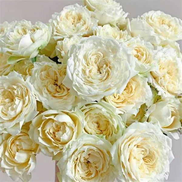 Julietta Cream - Rose Plant for sale – Rose_Explosion
