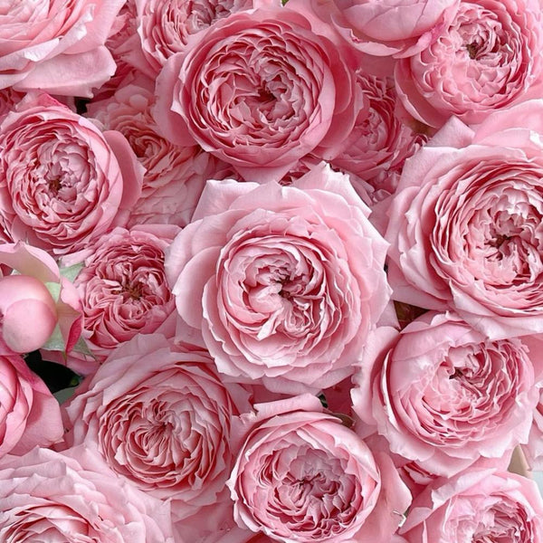 Julietta Rose Plant|朱莉叶塔 – Rose_Explosion