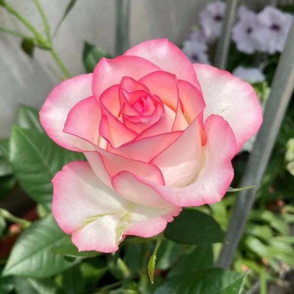 Jumilia Rose Plant｜艾莎 – Rose_Explosion