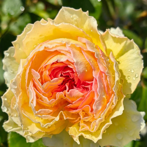 Kagerou Rose Plant｜蜉蝣 – Rose_Explosion