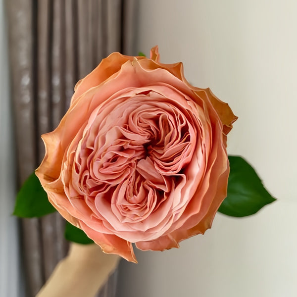 Kahala Rose Plant|卡哈拉 – Rose_Explosion