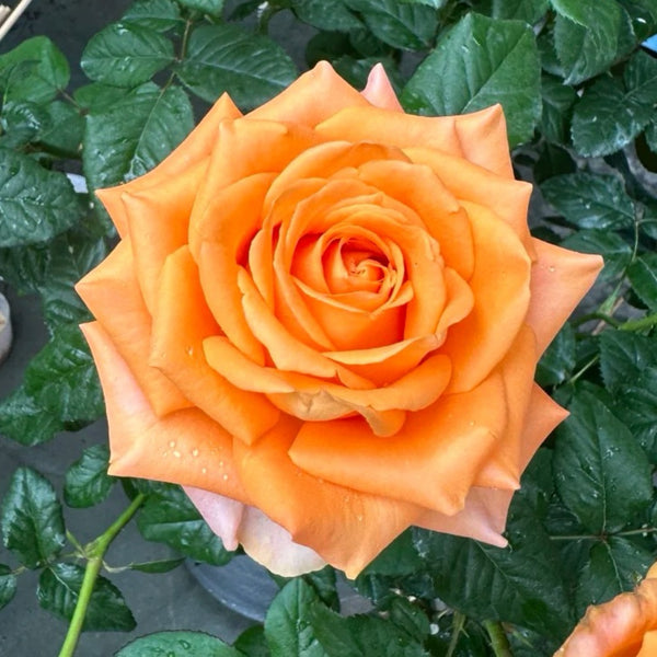 Kings Day Rose Plant｜国王日 – Rose_Explosion