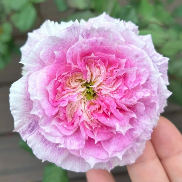 Kírkē Rose Plant｜瑟西 – Rose_Explosion