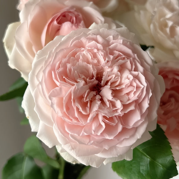 Kyouka Rose Plant|镜花 – Rose_Explosion