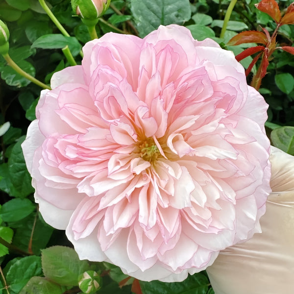 L'anamour Rose Plant|短暂的爱情 – Rose_Explosion