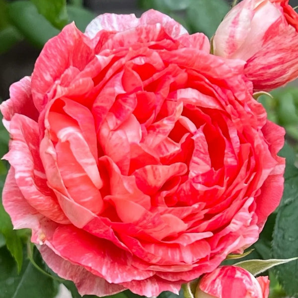 La Zebra patience Rose Plant｜斑马耐心 – Rose_Explosion