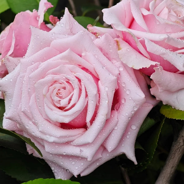 Lady Raphaela Rose Plant｜珍珠项链 – Rose_Explosion