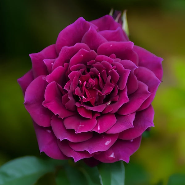 Laylah Rose Plant|黑夜莱拉 – Rose_Explosion