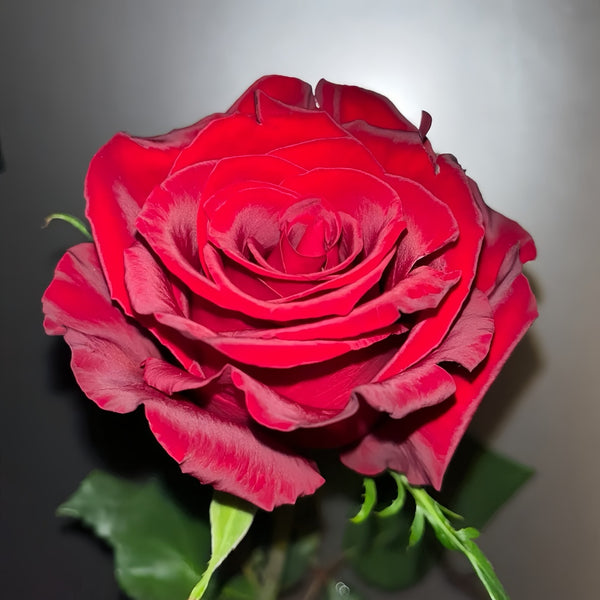 Legends Rose Plant|传奇玫瑰 – Rose_Explosion