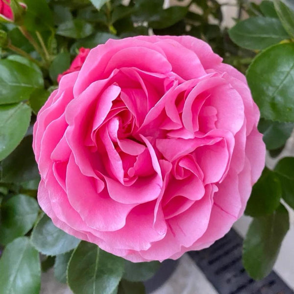 Stunning Leonardo da Vinci Rose Plant for a Classic Garden – Rose_Explosion