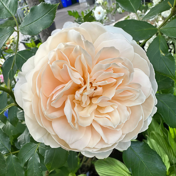 Lichfield Angel Rose Plant|利奇菲尔德天使 – Rose_Explosion