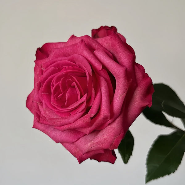 Lola Rose Plant|劳拉 – Rose_Explosion