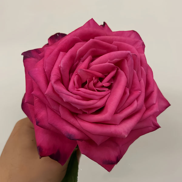 Lolita Lempicka Rose Plant|洛丽塔 – Rose_Explosion