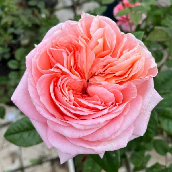 London Rose Plant (London Eye) – Blush Pink English Rose Bush for Sale ...