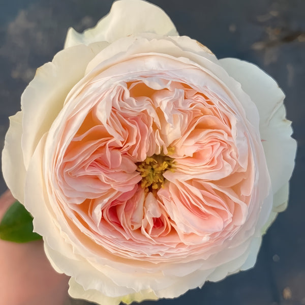 Lorena Summerhouse Rose Plant|雷娜山庄 – Rose_Explosion