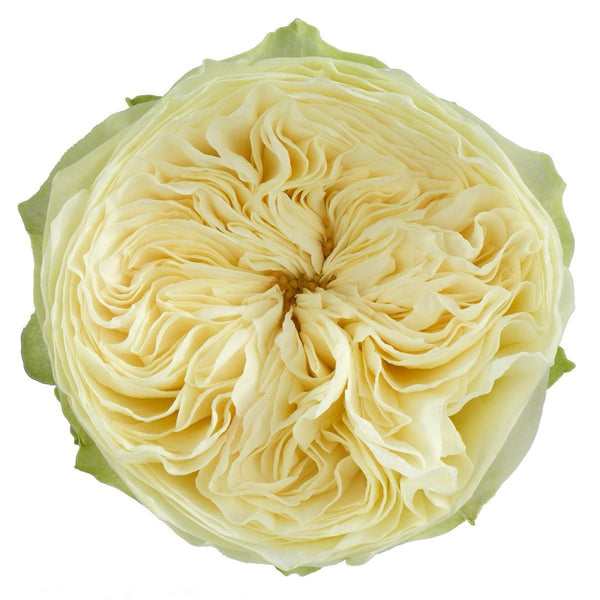 Lovely Harper Rose Plant | 可爱的哈珀 – Rose_Explosion