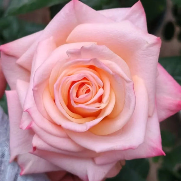 Lovely Heart Rose Plant｜心肝宝贝 – Rose_Explosion