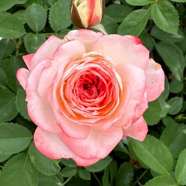Moab Rose: Desert-Inspired Brown-Cream Rose | Rosaprima® – Rose_Explosion
