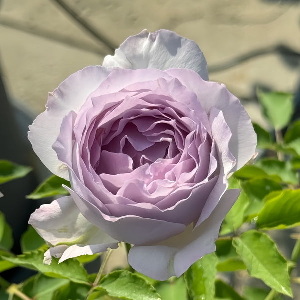 Lucifer Rose Plant｜路西法 – Rose_Explosion