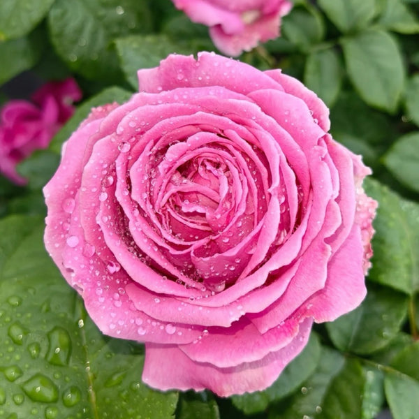 M-Nostalgic Elegance Rose Plant｜怀旧优雅 – Rose_Explosion